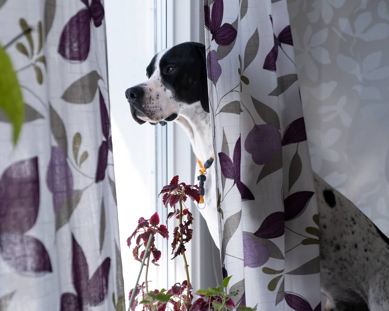 6 Popular Pet-Safe Houseplants - Northern Florida Home Inspections